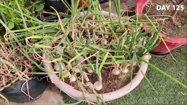 (30 SEEDS) WHITE ONION SEEDS/WHITE PIRATE/FARMING/GARDENING/HYBRID/EASY ...