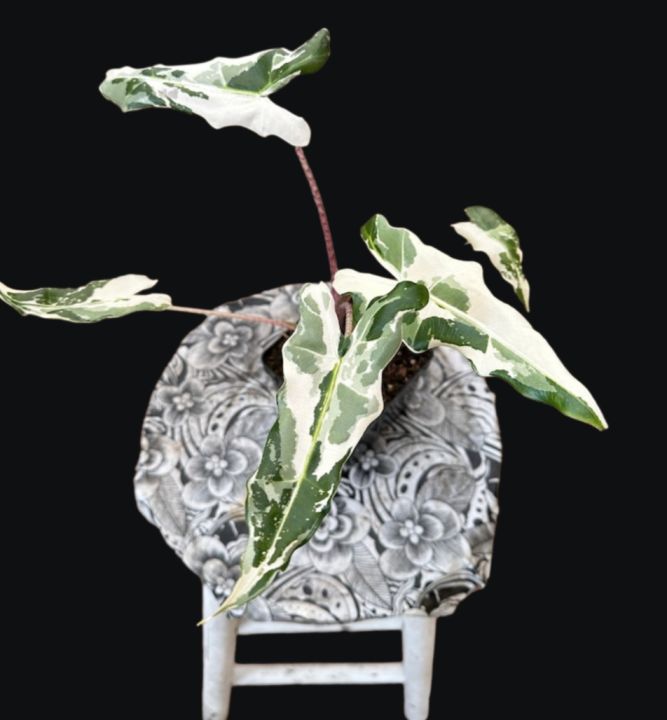 Alocasia Sarian Variegated Albo Alocasia Sarian Alboไม้แปลกหายากน่าสะสม ...