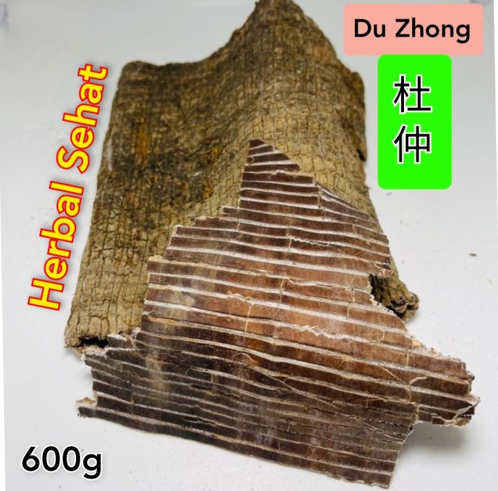 600g Du Zhong Si / Tu Chung Si - 杜仲丝 - Cortex Eucommiae Ulmoidis ...