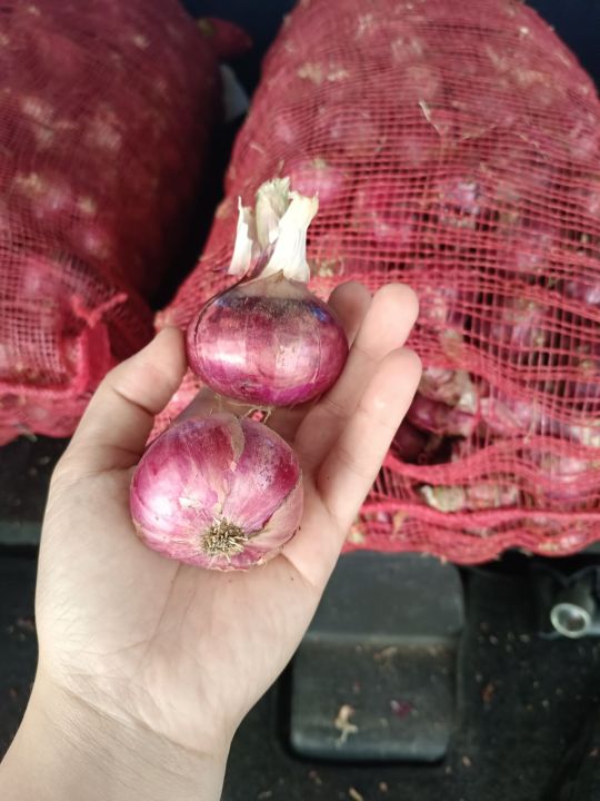 Freshly farmed medium to large sizes red onions sibuyas from Nueva ...
