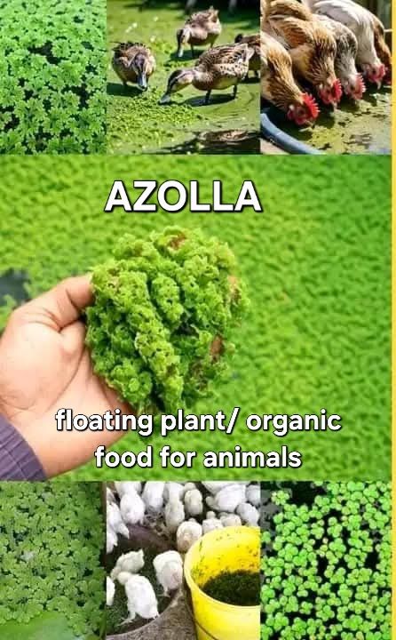 Azolla floating plant/ organic food for animals chicken,duck,cow ...