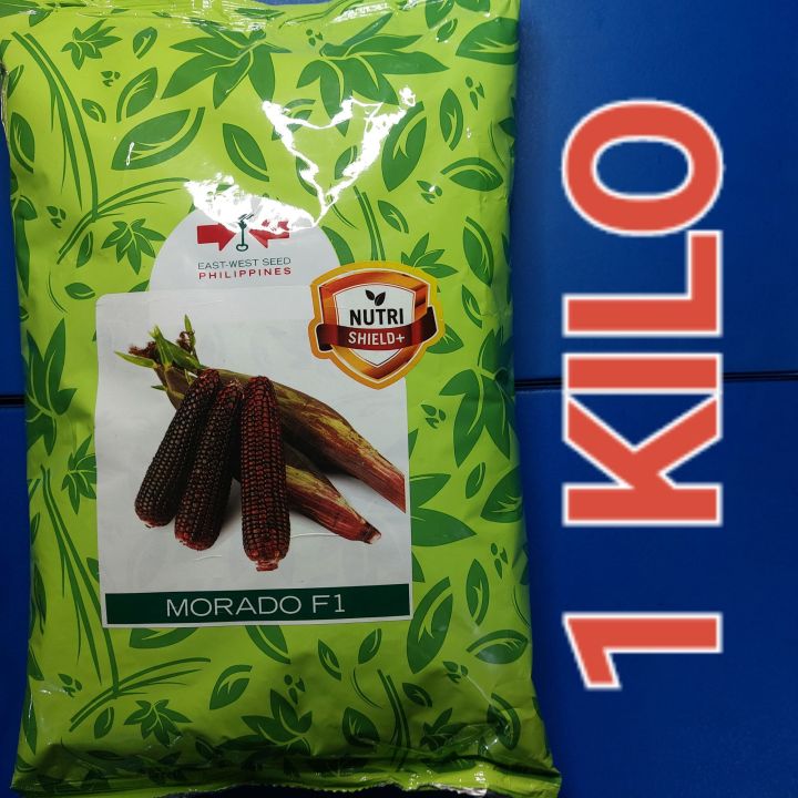 MORADO F1 (1 KILO) HYBRID CORN / MAIS SEEDS BY EAST WEST SEED | Lazada PH