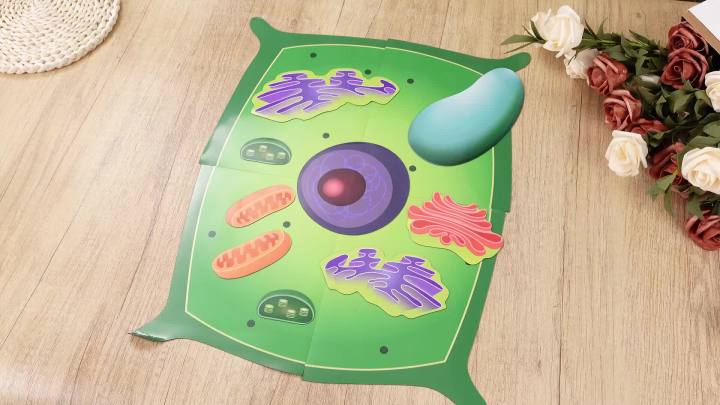 Magnetic Animal and Plant Cell Anatomy Model Clearly Labeled Animal ...