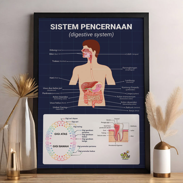 Poster Biologi SISTEM PENCERNAAN TUBUH MANUSIA Fisiologi Manusia Edukasi Sekolah Pendidikan Anak ...