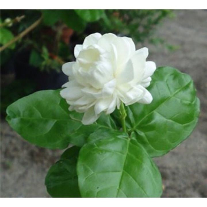 AE Pokok Bunga Melur Susun Harum Wangi / Melur Rose / Jasminum Sambac ...