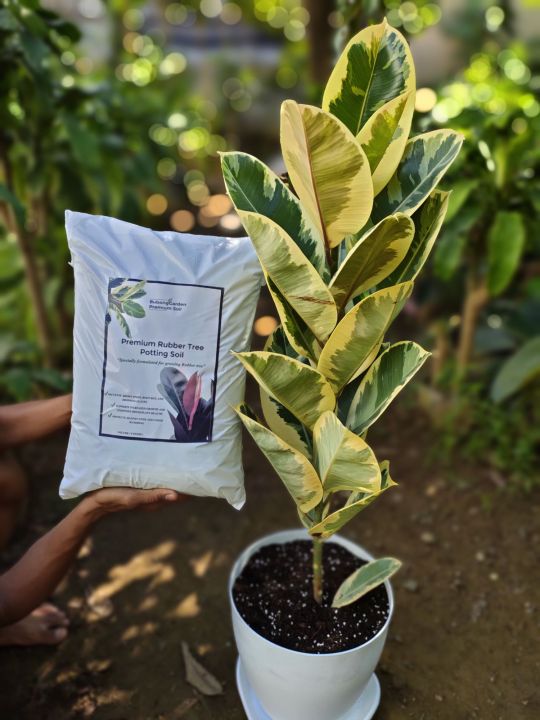 Rubber Plant Potting Soil Mix | Premium Organic Soil with Enhanced ...