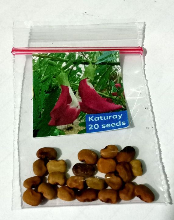 20 pcs Red Katuray Seeds for Planting / Vegetable Hummingbird Flower ...