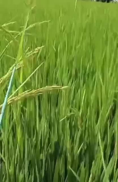 EASYMAN ROLLER PADDY ANGIN TONG 4L PENGGULUNG RACUN PADI ANGIN RUMPUT ...