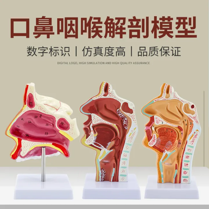 Nasal Anatomy Model Ent Teaching Model Nasal Cavity Model Nose Model ...