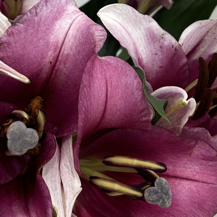 Fresh Flower Fresh Lily Red Maroon Multi Bud Easy to Take Care 5stalks ...