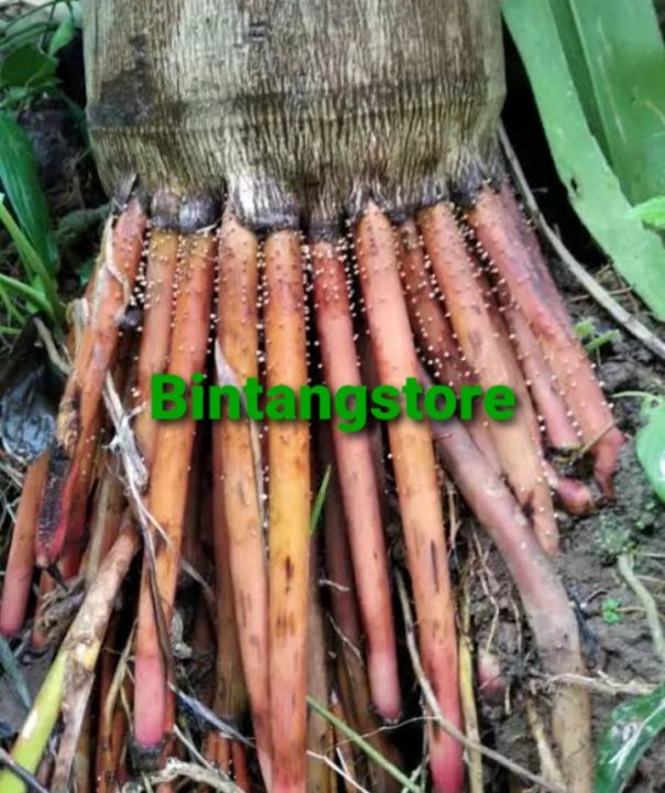 Akar pinang akar pohon pinang segar 500 gram | Lazada Indonesia