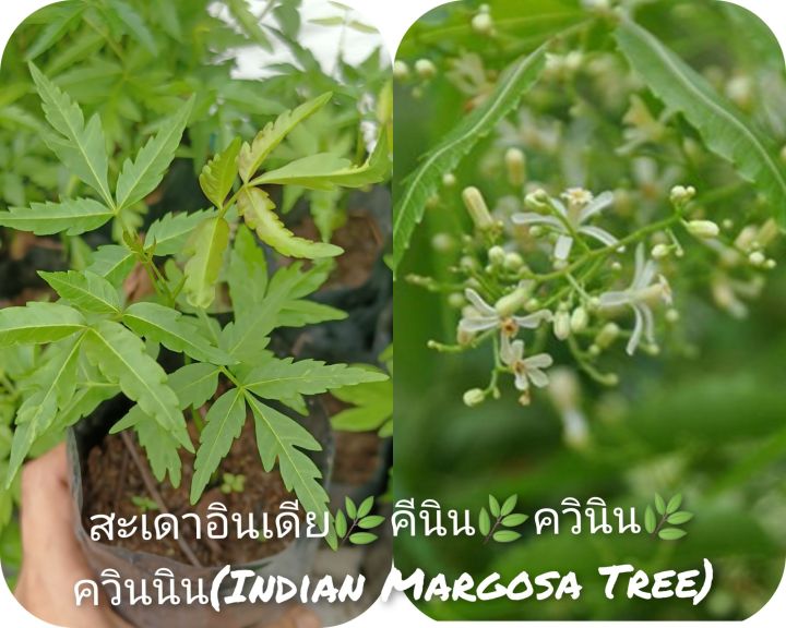 สะเดาอินเดีย🌿คีนิน🌿ควินิน🌿ควินนิน(Indian Margosa Tree) | Lazada.co.th