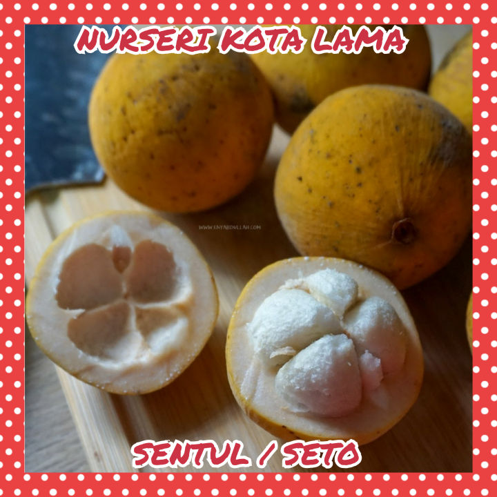 🔥HYBRID🔥 POKOK SENTUL THAI / Cotton Fruit Tree / Seto / Sentul / Santol ...