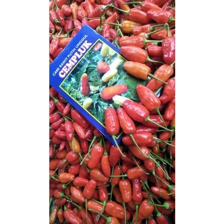 promo isi 100 butir benih cabe rawit CEMPLUK varietas tahan pathek ...
