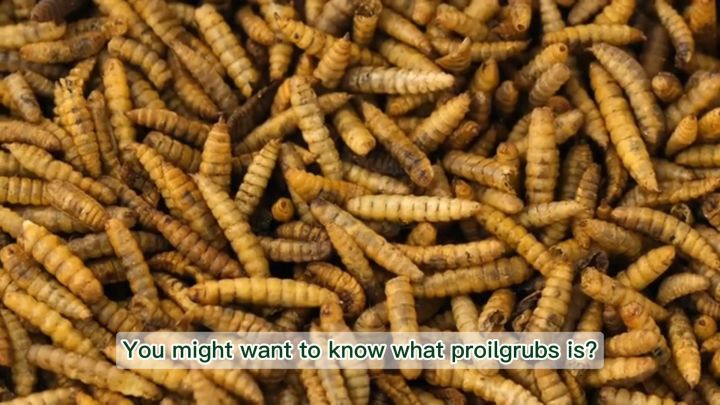 1KG Natural Dried Black Soldier Fly Larvae Treats- Non-GMO-Dried Grubs ...