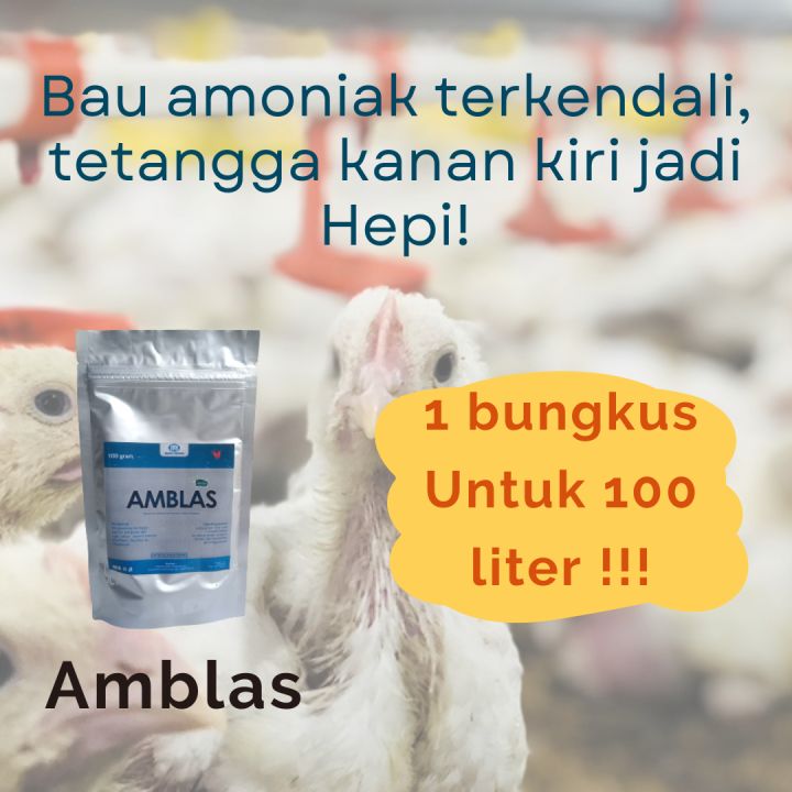 Bubuk penghilang bau amoniak amonia kandang ayam, kambing, sapi, dan pengering sekam - AMBLAS ...