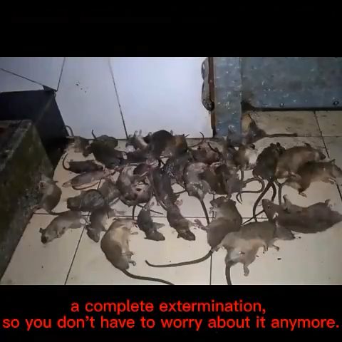 Kill all rats in 3 minutes Rat-X rat poison rat killer rodenticide ...