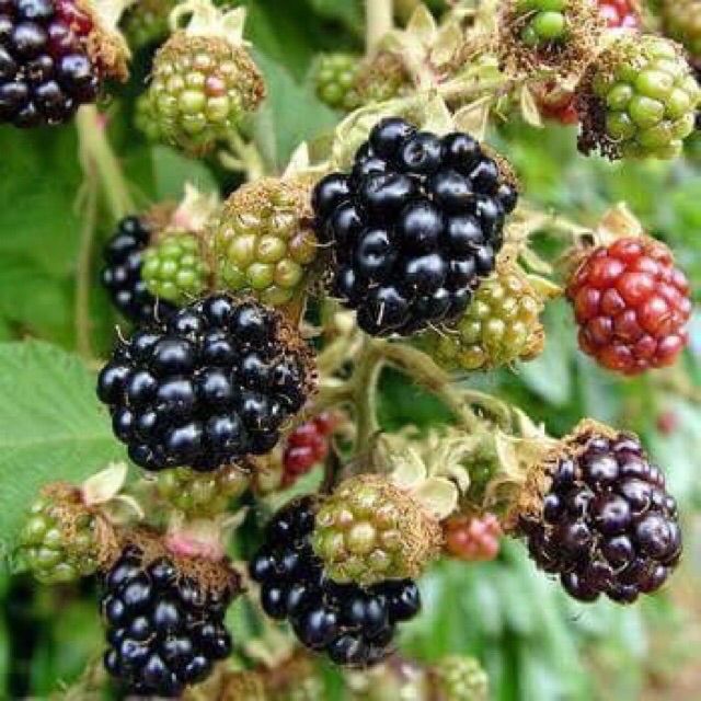 Pokok blackberry variety prime ark, himalaya dan thornless black satin ...