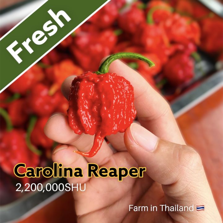 Fresh Carolina Reaper Pepper 2.2M SHU (1Pepper)Jumbo size One of the ...