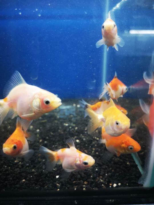 1/3/6 PIECES PACKAGE/RYUKIN GOLD FISH/IKAN EMAS/IKAN HIASAN/LIVE FISH ...
