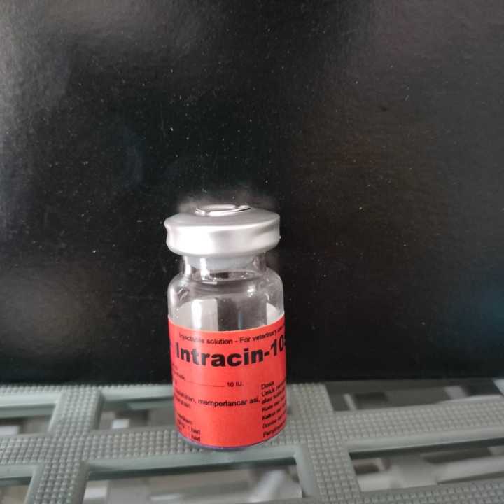 intracin 5 ml hormon memacu kelahiran hewan | Lazada Indonesia