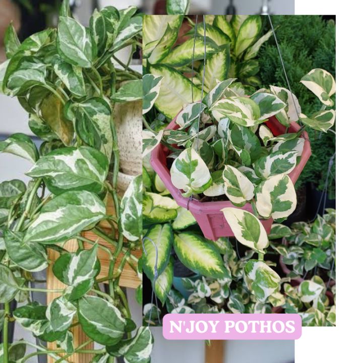 Enjoy Pothos Big Pot | Lazada PH