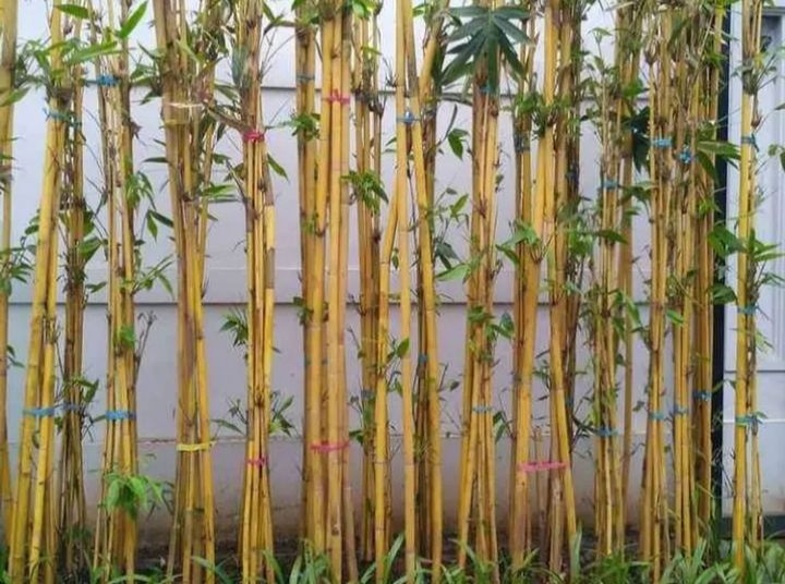 Bambu kuning hias //tanaman bambu kuning hias | Lazada Indonesia