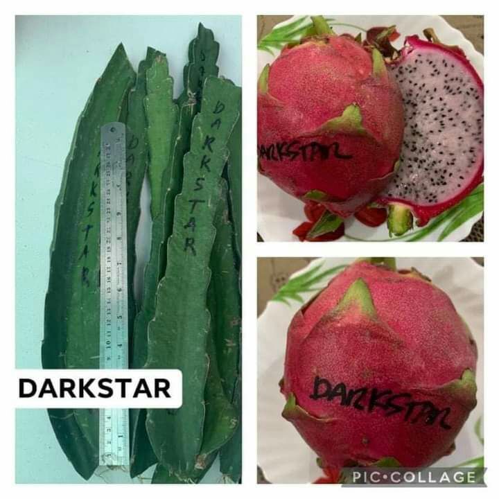 Dark star Dragon fruit 15" Cuttings(Hybrid Self pollinating) | Lazada PH