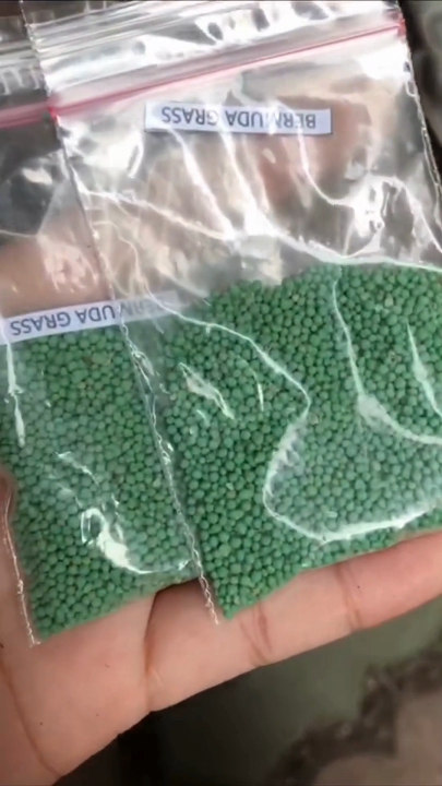 Bermuda Grass Seeds Coated 1KG-500g Pang Lawn at Landscaping, Damo para ...
