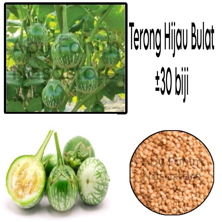 Bibit/Benih Terong Lalap Hijau Kenari isi ±40 biji/Benih Unggul ...