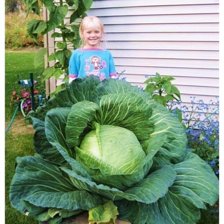 เมล็ดพันธุ์ กะหล่ำปลียักษ์ (Giant Russian Cabbage Seed) บรรจุ 50 เมล็ด ...