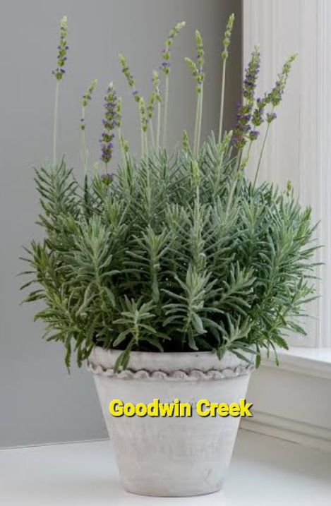 ลาเวนเดอร์ กู้ดวิน Goodwin Creek Lavender | Lazada.co.th