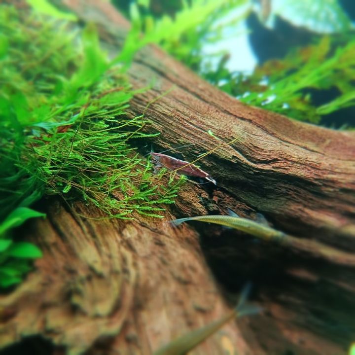 [Ah Jiong Aquatic]——Malaya Shrimp ,马来亚黑壳虾 | Lazada