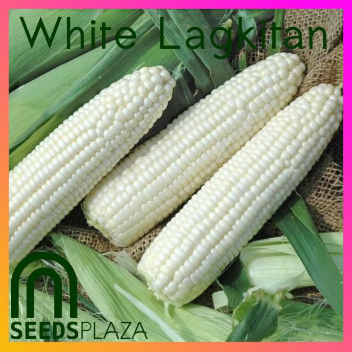SeedsPLAZA™ - White Lagkitan Corn Seeds F1 Hybrid (15 Seed), incl ...