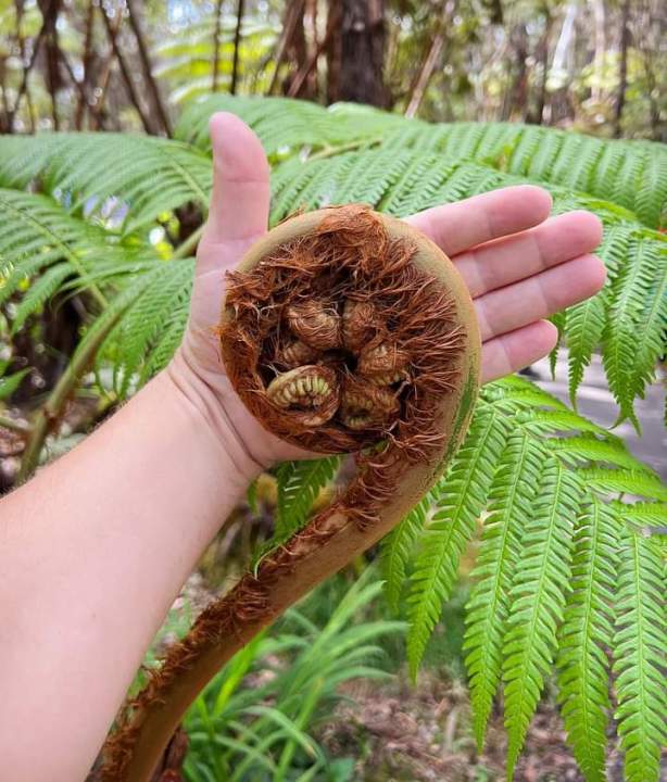 Angiopteris evecta,King fern or giant fern | Lazada PH