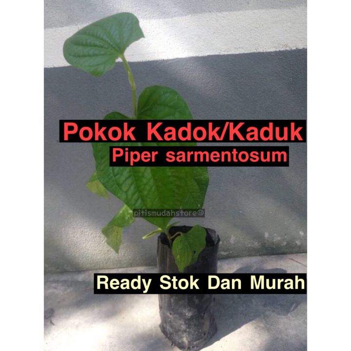 READY STOCK!!Anak Pokok Kadok kaduk herba tradisional | Lazada
