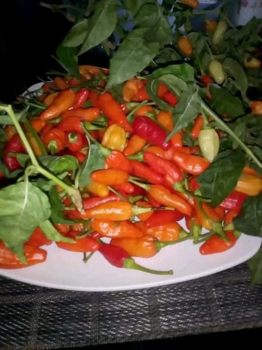 Sili demonyo /Wild sili/Talbusan/ for planting | Lazada PH