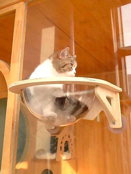 SKISOPGO Carlosa. คอนโดแมว แบบติดกระจก โครงปีนแมว เปลแมวติดกระจก ที่นอน ...