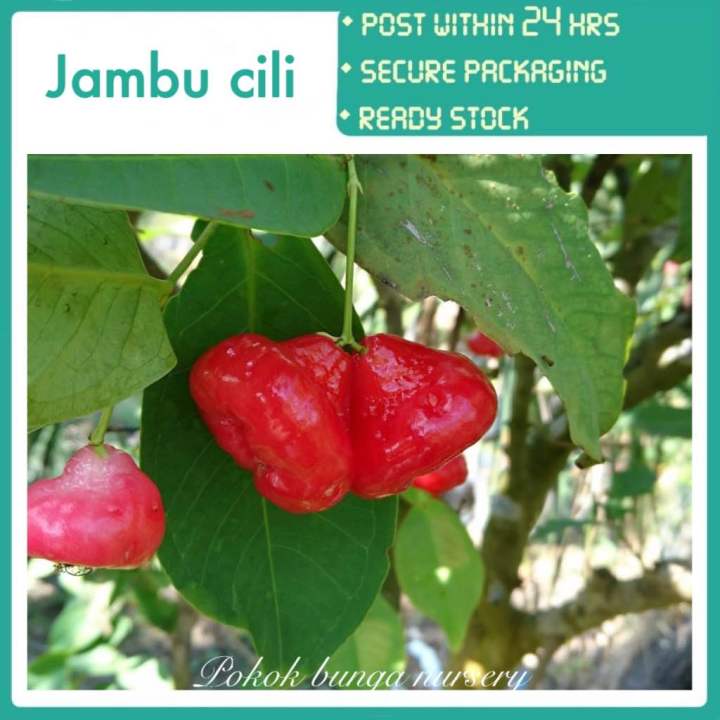 PBN - jambu cili - Pokok bunga nursery anak pokok water guava outdoor ...
