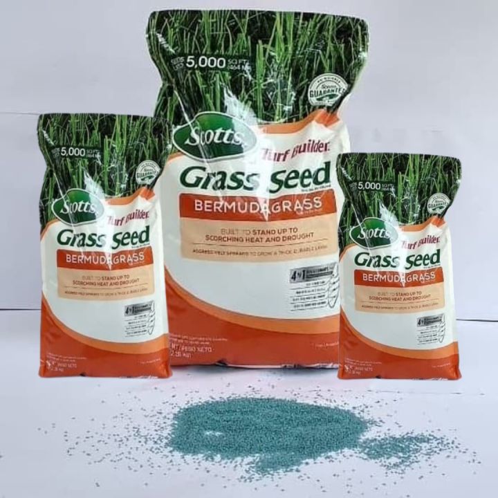 benih/biji rumput jepang isi kemasan (350 butir) | Lazada Indonesia