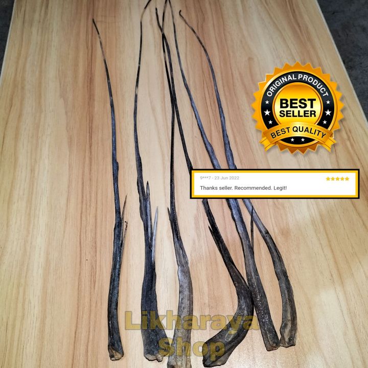 AUTHENTIC Buntot Pagi Size: 12 to 15 inches Display PANGONTRA Maganda ...