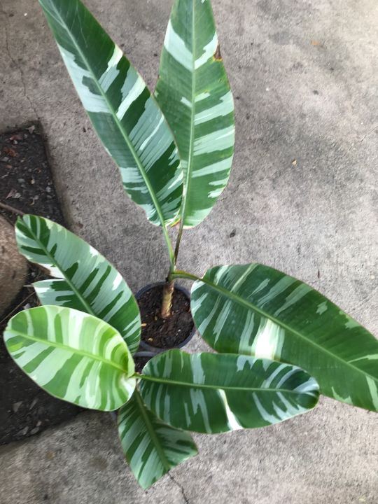 กล้วยด่าง กล้วย ฟลอริด้า Musa Florida Variegated | Lazada.co.th