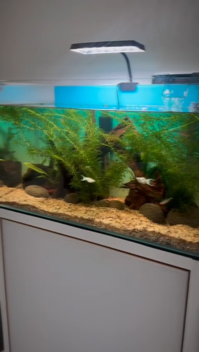 Crystal Clear Glass Aquascape 2ft Fish Tank Aquarium Fish Tank 60cm ...