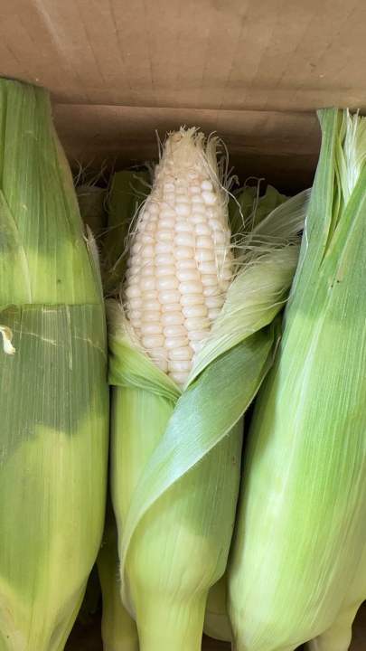 [PRE ORDER] 🔥5 FREE 1🔥1A WHITE SWEET CORN | CAMERON HIGHLANDS DIRECT ...