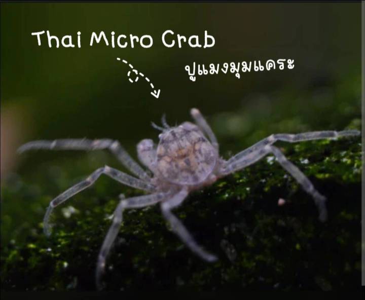 Thai Micro Crab ปูแมงมุมแคระ (5ตัวแถม1ตัว) ตกแต่งตู้ปลา นิสัยน่ารัก ...