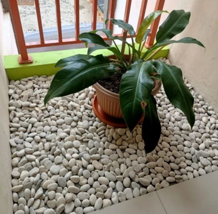 Batu koral putih 1 kg, batu taman putih, batu aquarium putih | Lazada ...