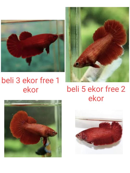 Betta super red female pk/hm buy3 free1/buy 5 free 2 (random ) | Lazada