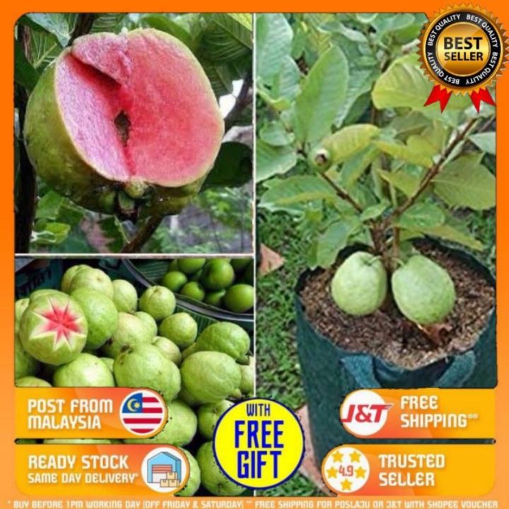 Pokok red guava seedless (buah isi merah tiada biji) hybride siam | Lazada