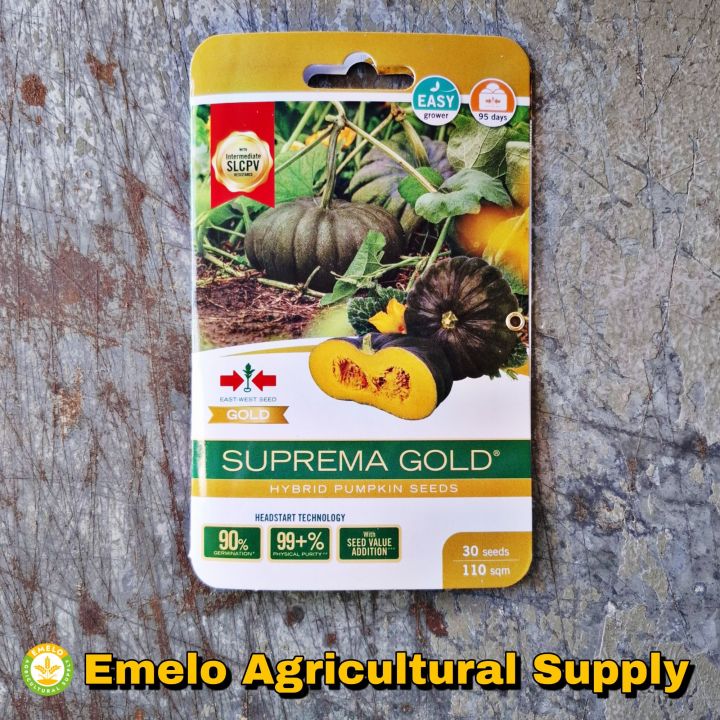 SUPREMA GOLD F1 HYBRID KALABASA / SQUASH (30 SEEDS) by EAST WEST SEED ...