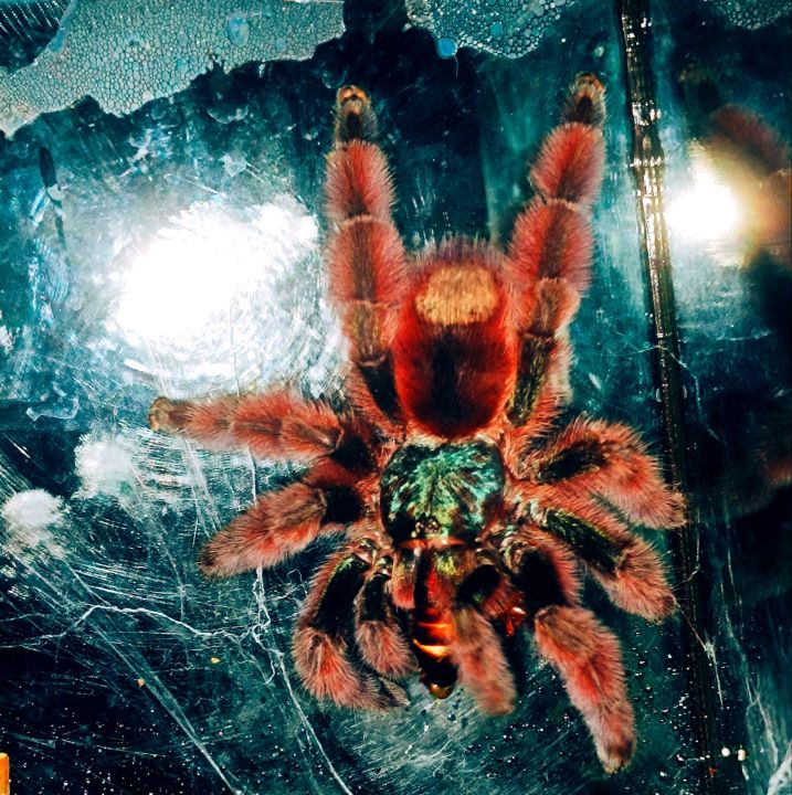 Tarantula Sling Collectible Figures | Lazada PH